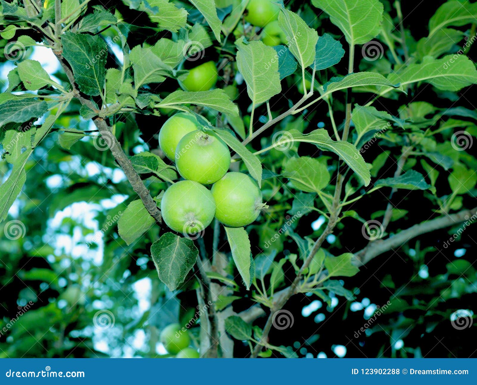 Little Green Apples in Kashmir Valley India Stock Photo - Image of ...