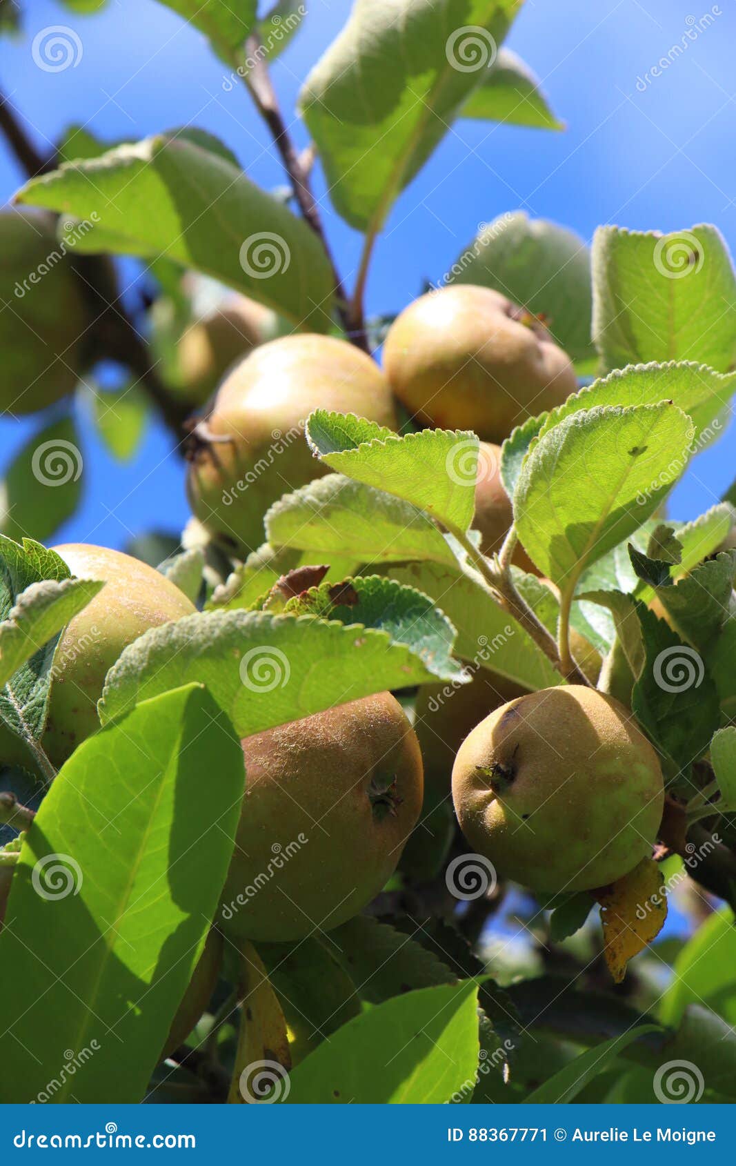 Little Green Apples Ripening on an Apple Tree Stock Image - Image of ...