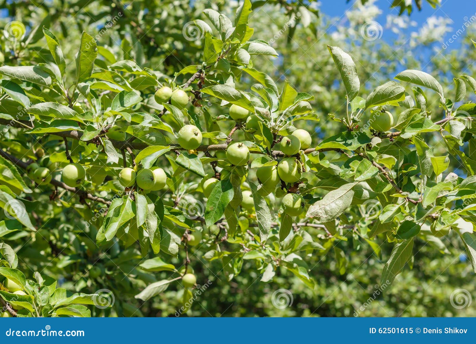 Little Green Apples on the Tree in the Garden. Stock Image - Image of ...