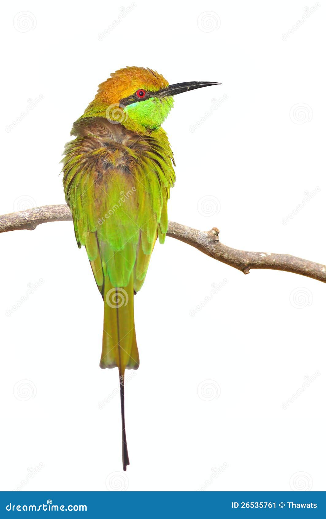 Green Bee-eater Bird On Branch Of Sacred Tree Royalty-Free Stock Image ...
