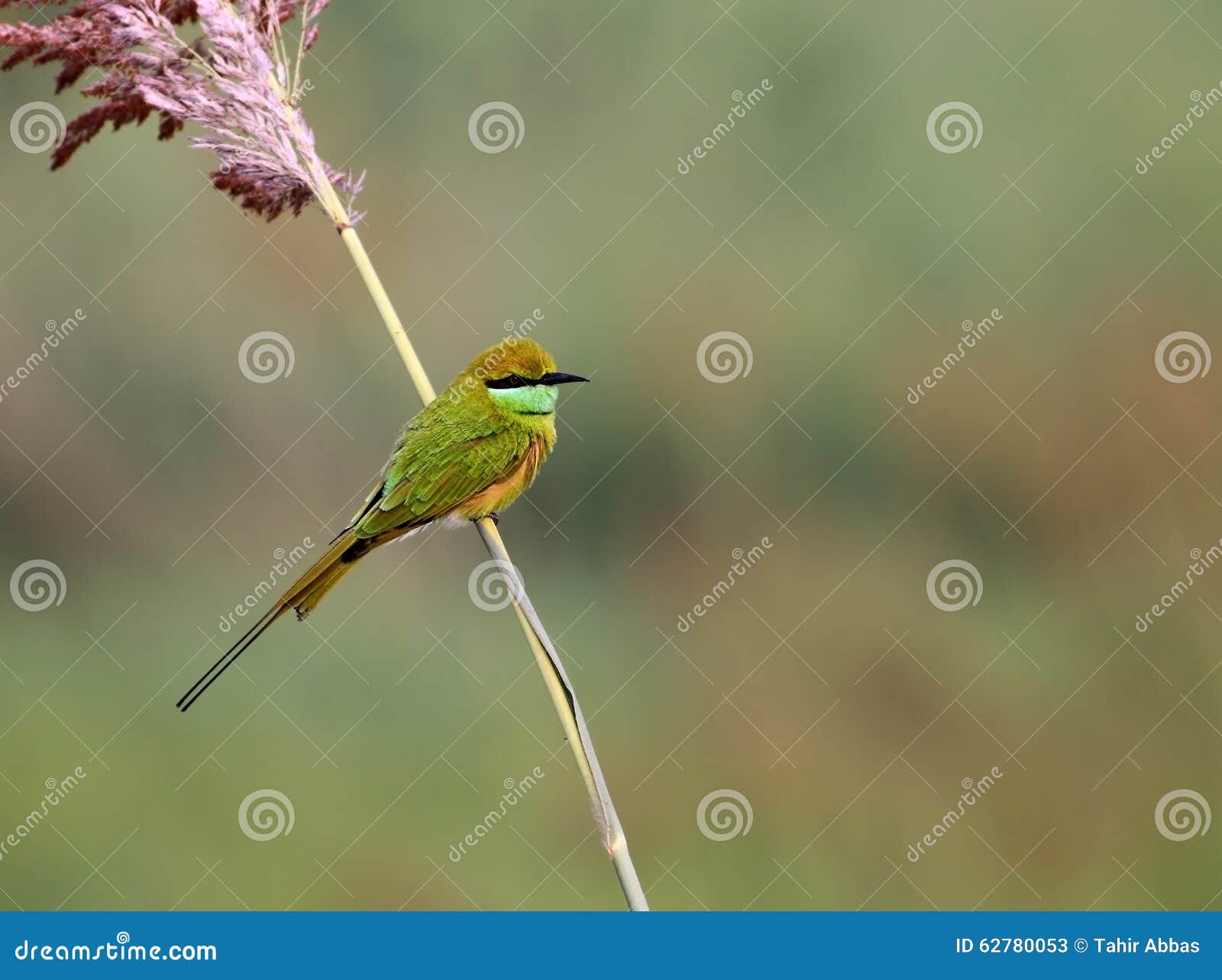 Little green bee Eater stock image. Image of green, tropical - 62780053