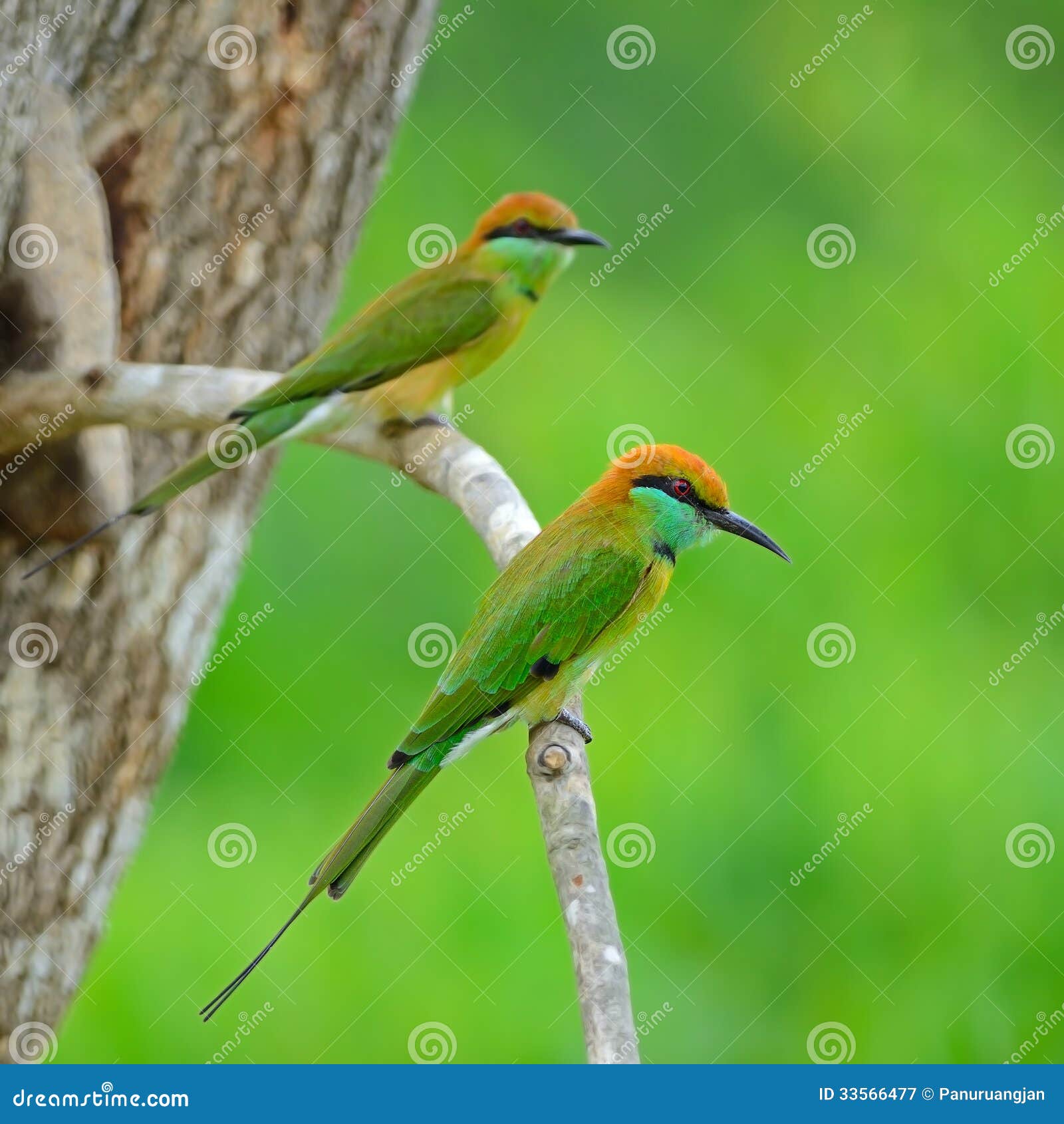 Little Green Bee-eater stock image. Image of color, beautiful - 33566477