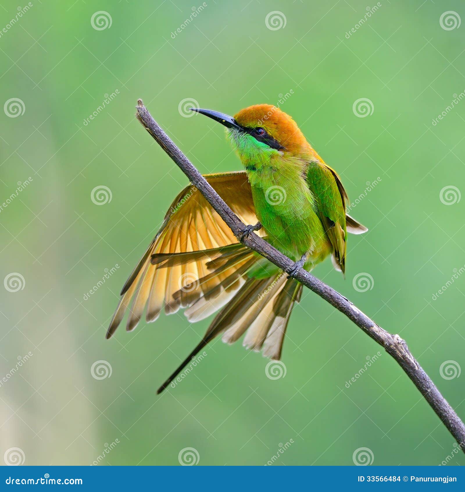 Little Green Bee-eater stock photo. Image of tropical - 33566484