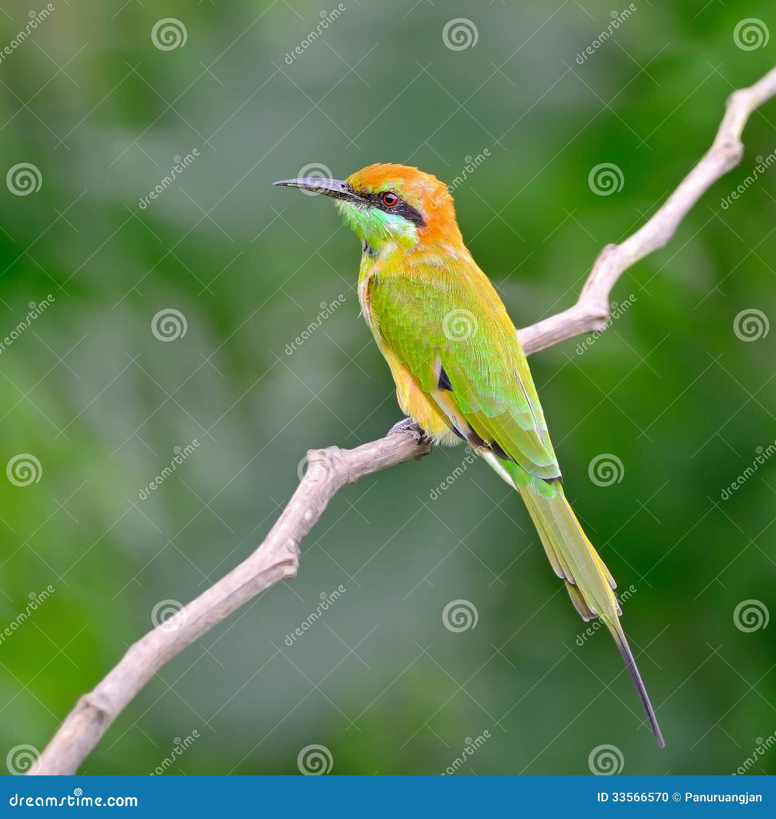 Little Green Bee-eater stock photo. Image of wild, blue - 33566570