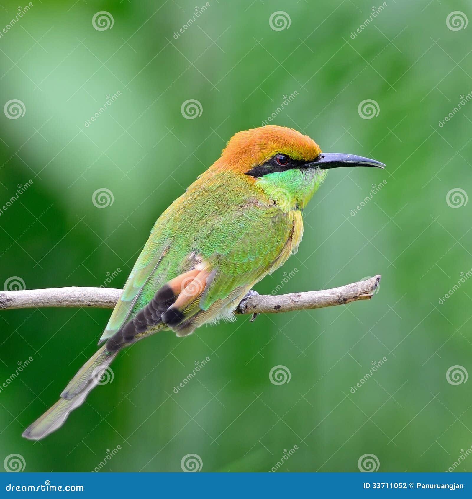 Little Green Bee-eater stock photo. Image of beauty, orientalis - 33711052