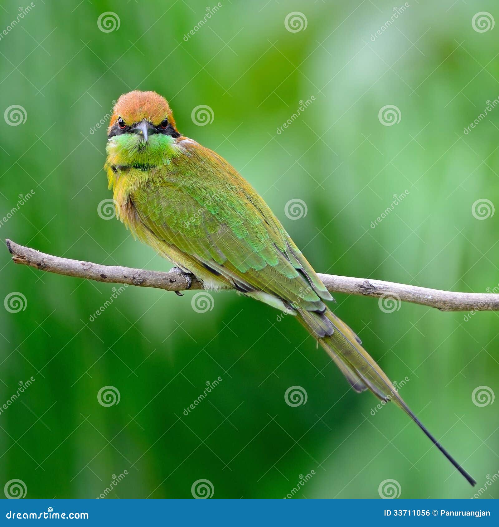 Little Green Bee-eater stock photo. Image of white, portrait - 33711056