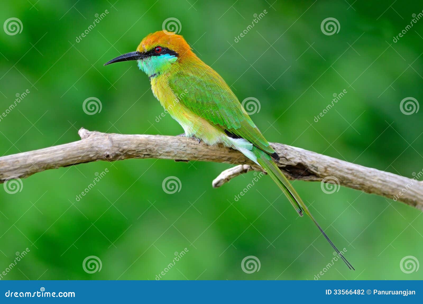 Little Green Bee-eater stock photo. Image of tropical - 33566482