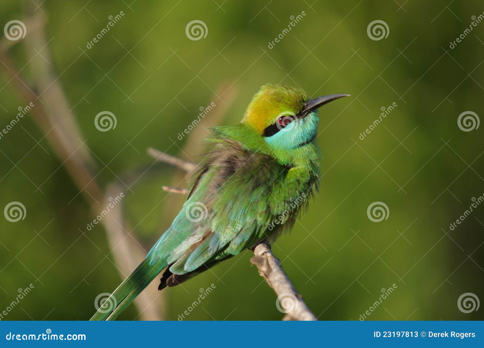Little Green Bee Eater Bird, Sri Lanka Stock Image - Image of colourful ...
