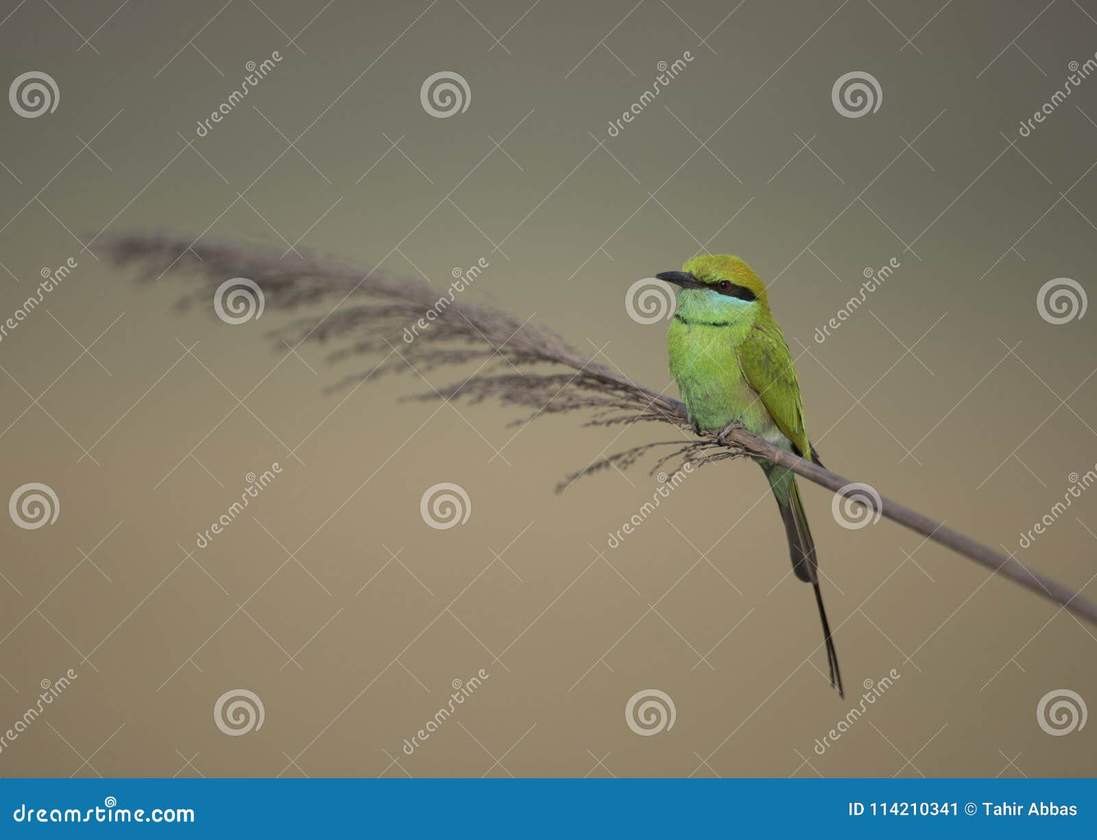 Little green Bee Eater stock image. Image of india, bird - 114210341