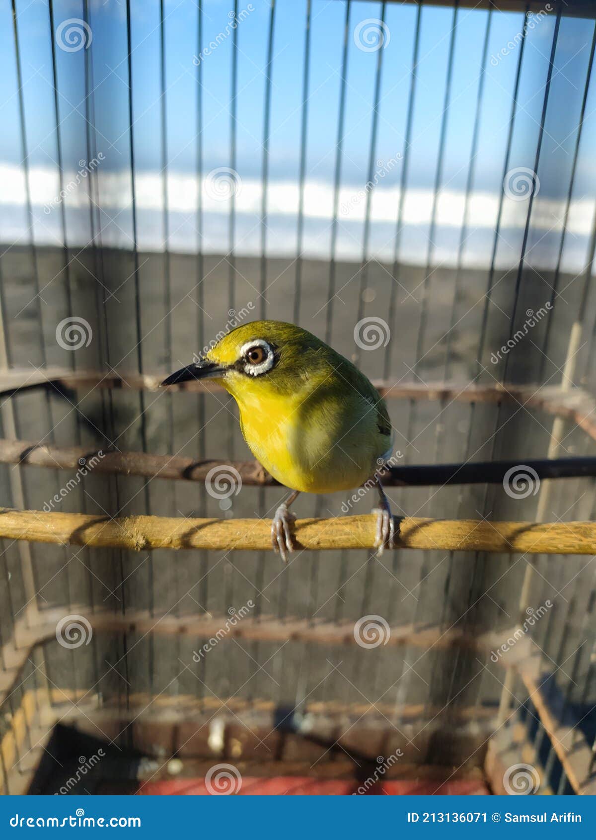 Little Green bird stock image. Image of little, green - 213136071