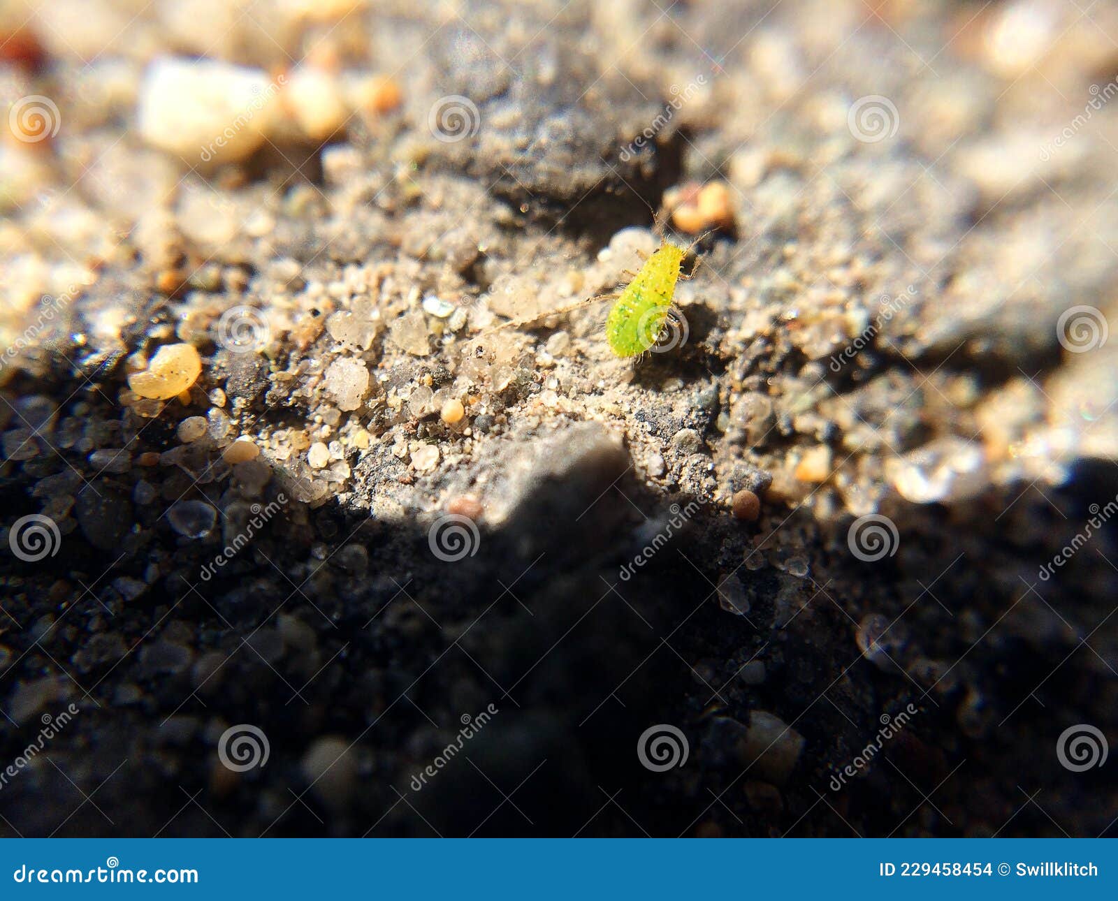 Little Green Bug Sitting on the Ground. Macro Photography Stock Photo ...