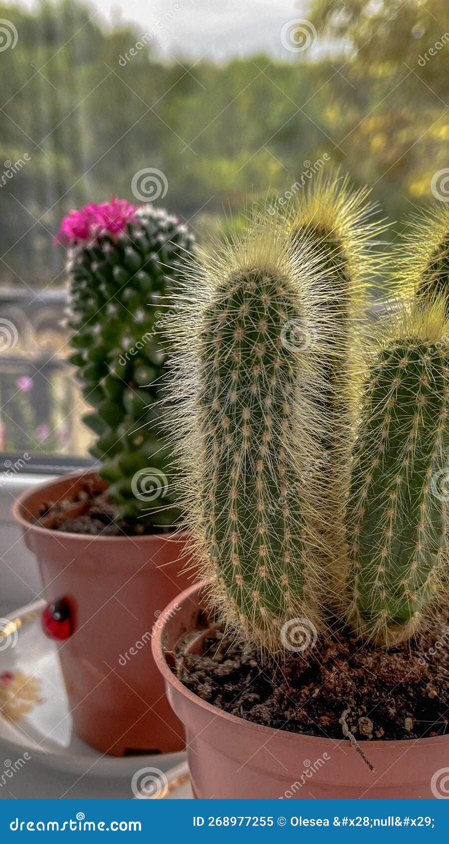 Cactus stock image. Image of cactus, home, flowers, green - 268977255