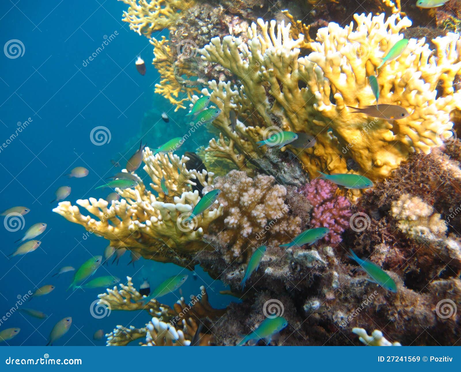 Little Green Fish stock image. Image of green, marine - 27241569