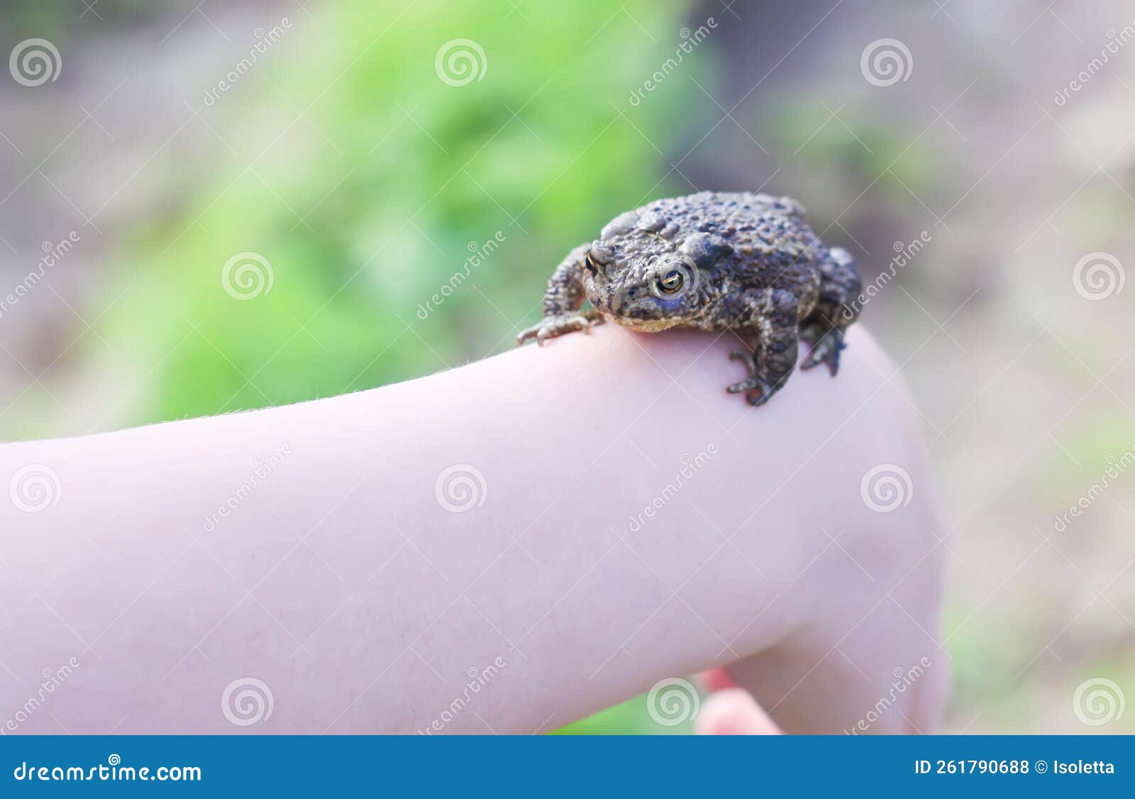 A Little Green Frog in a Child& X27;s Hand Stock Photo - Image of ...