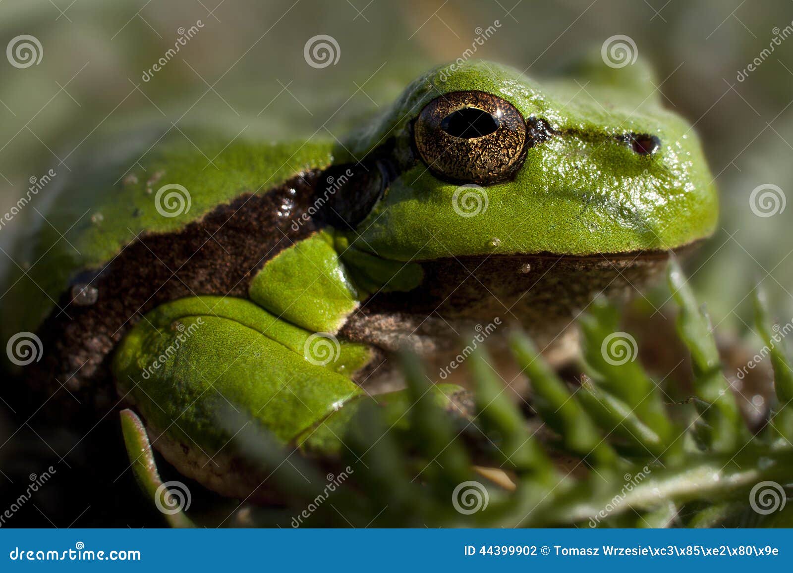 Little green frog stock photo. Image of close, green - 44399902