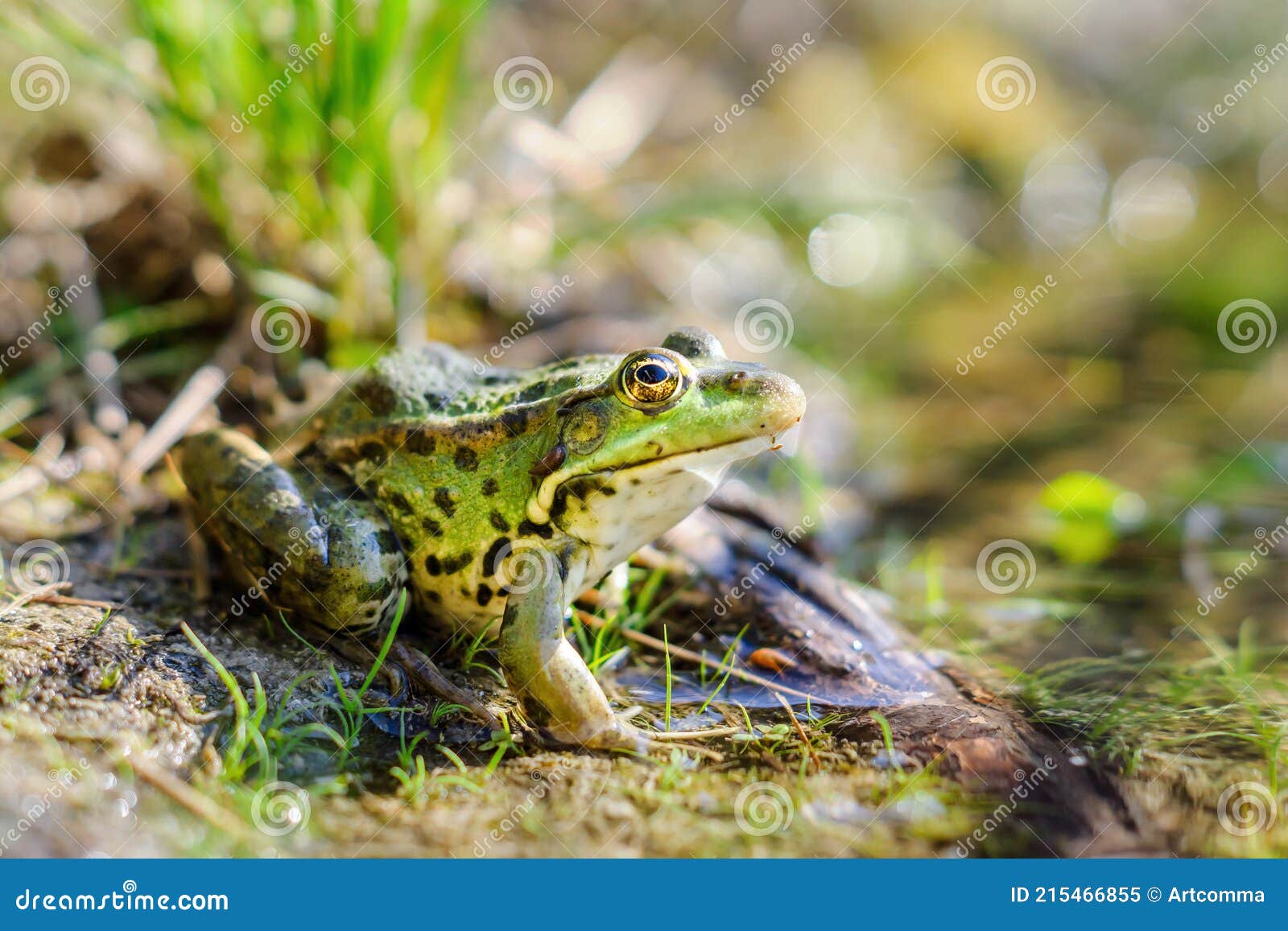 Little Green Frog on the Pond Shore Stock Image - Image of environment ...
