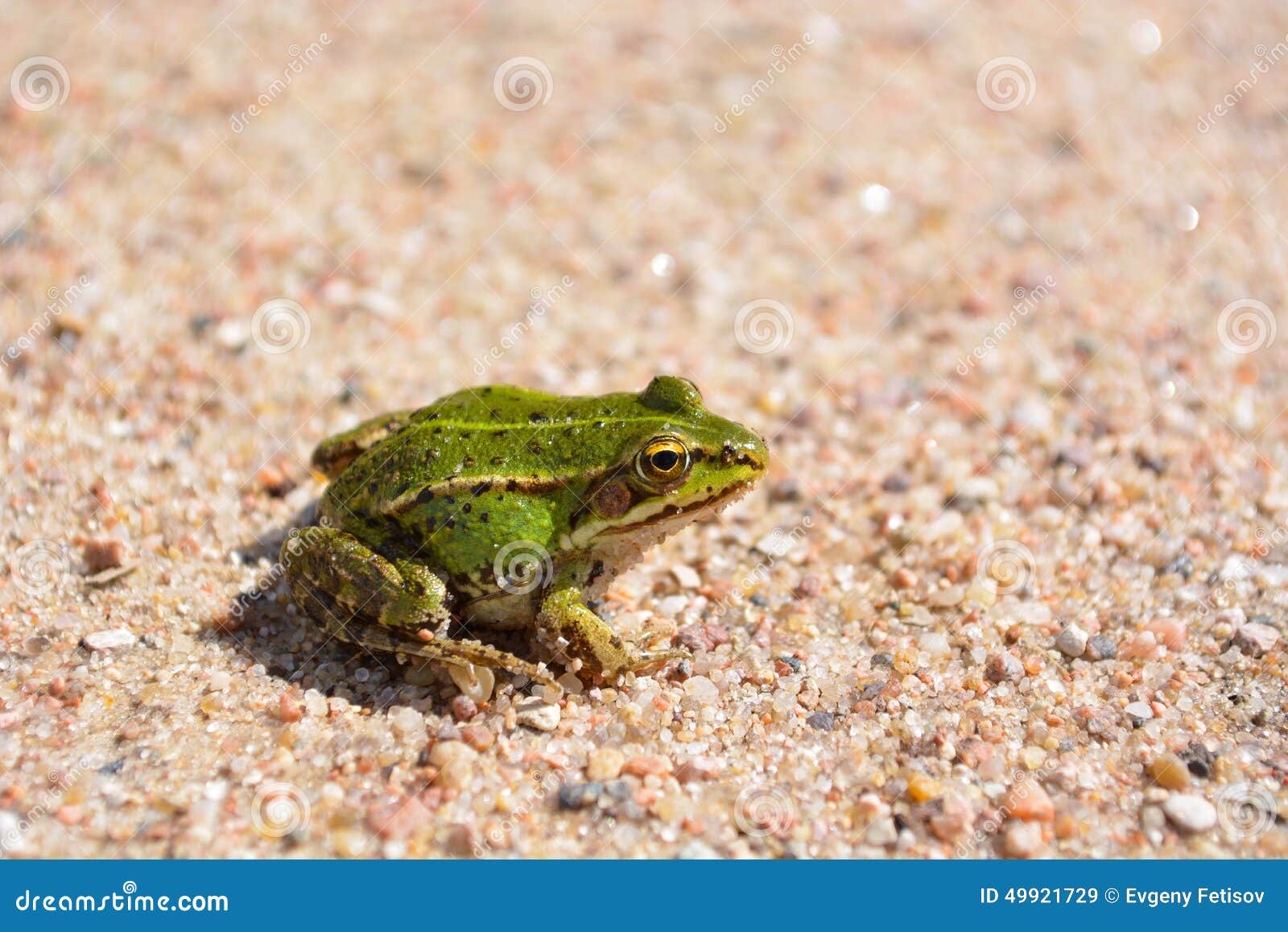 Little green frog stock image. Image of frog, green, common - 49921729