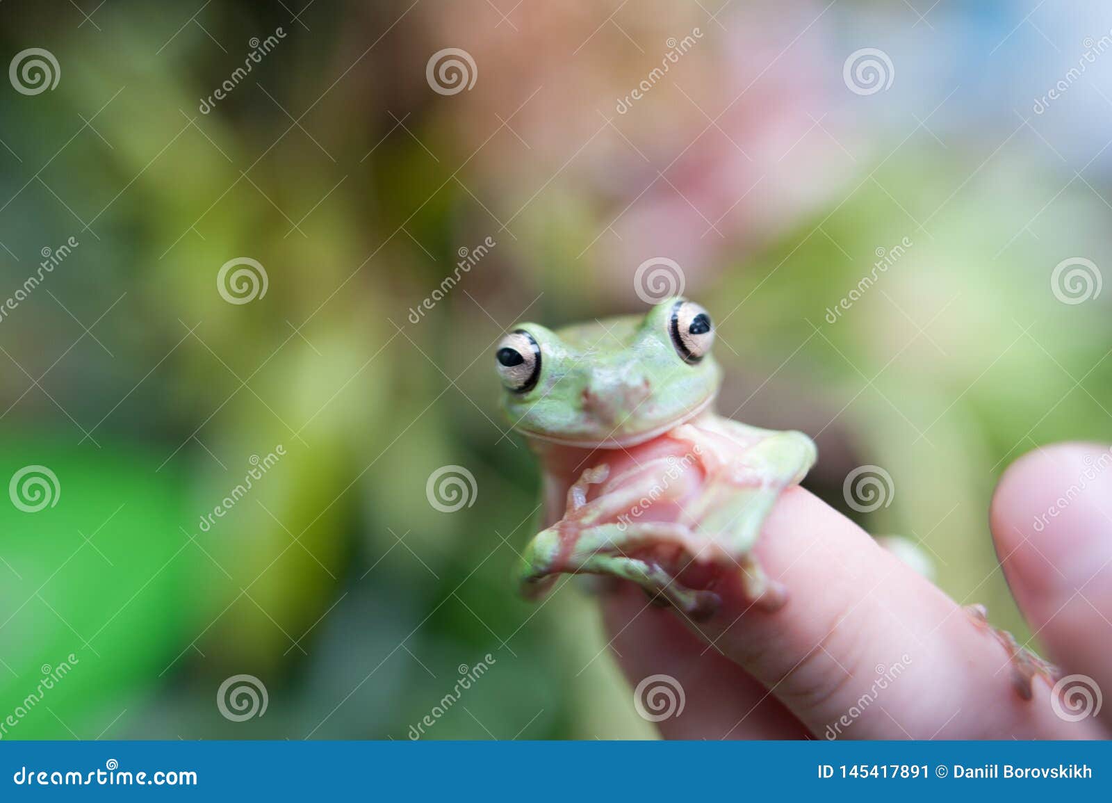 Little green frog stock image. Image of hyla, frog, human - 145417891