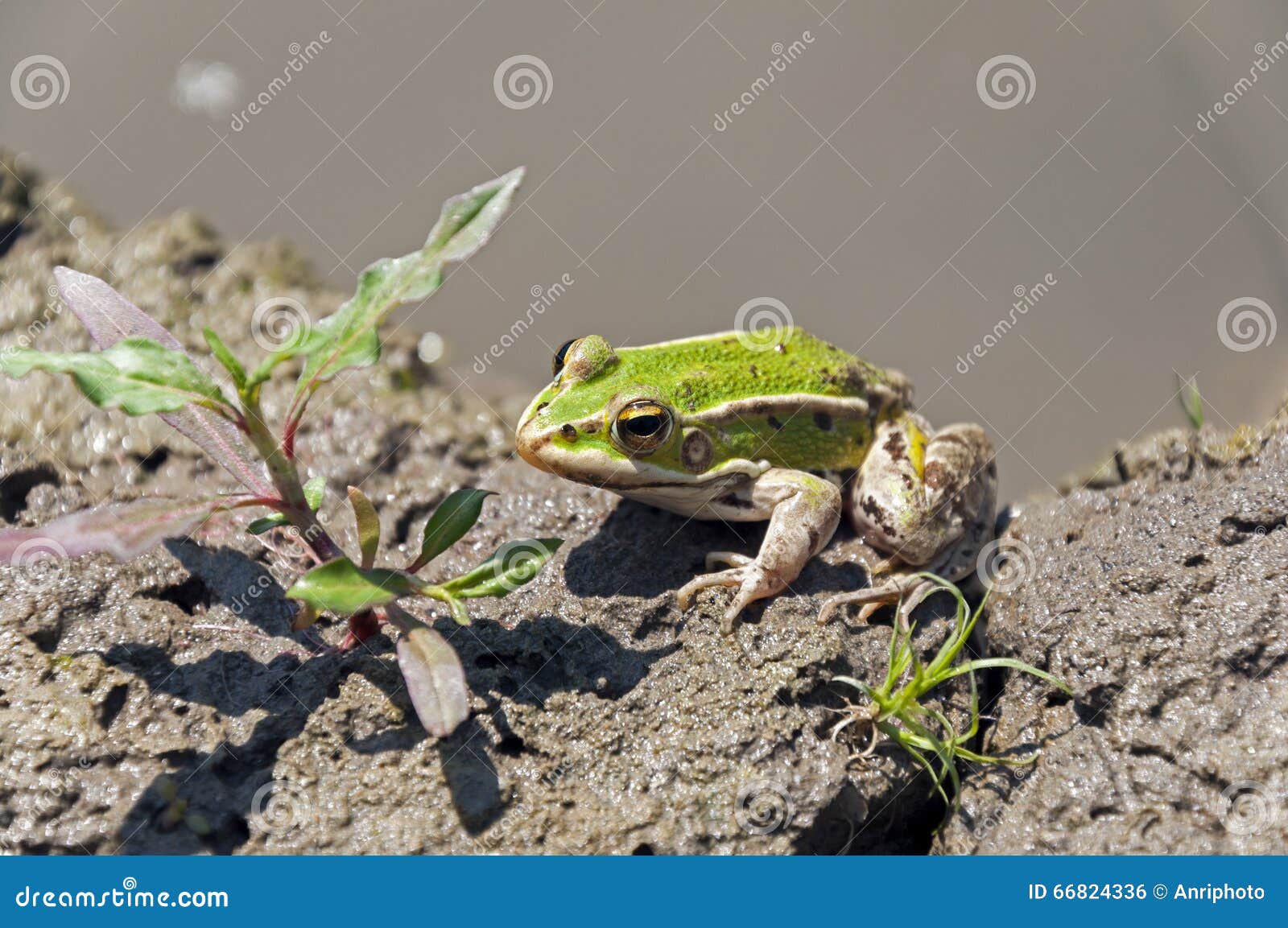 Little green frog stock photo. Image of closeup, toad - 66824336