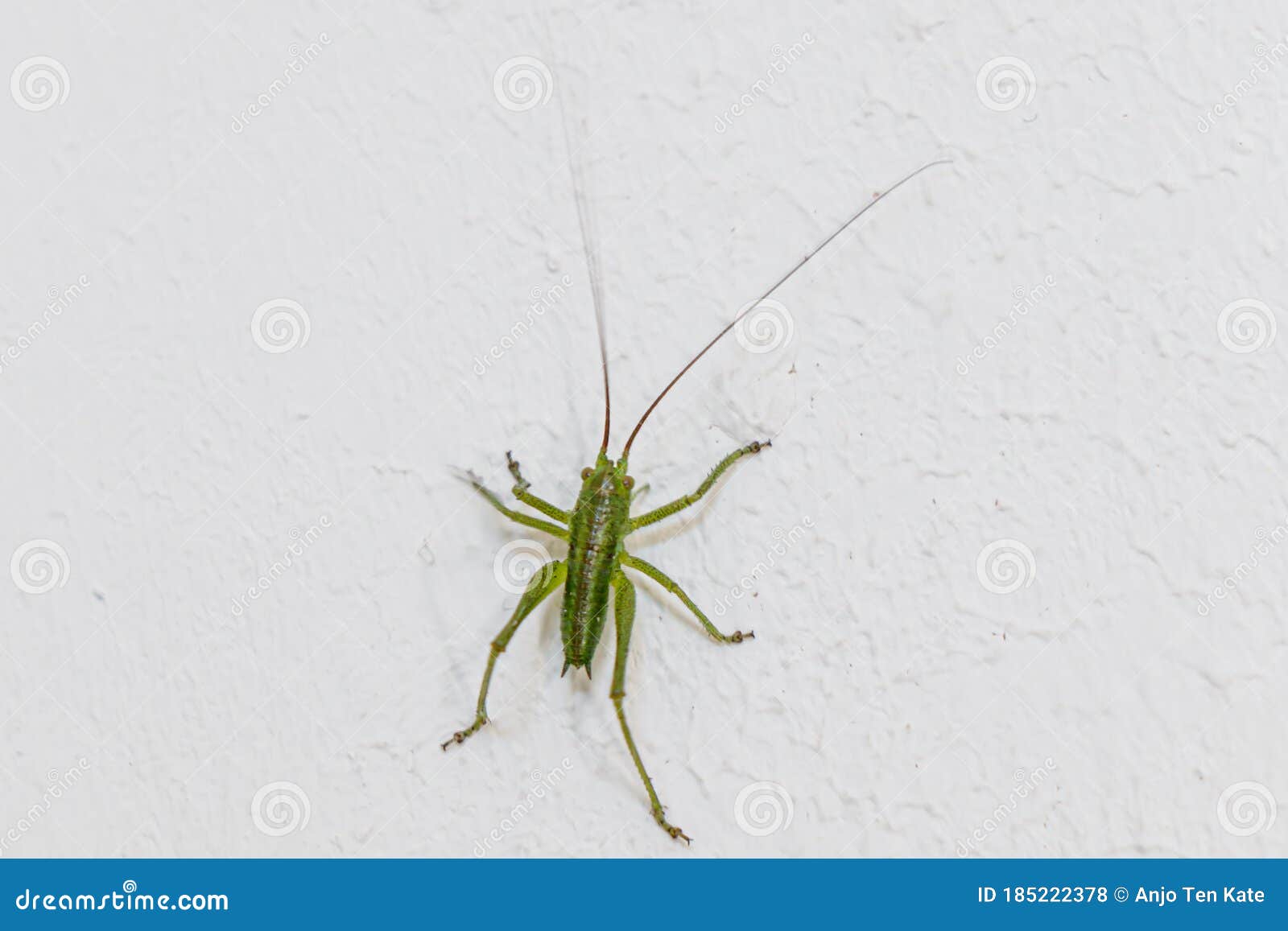 Little Green Grasshopper. stock photo. Image of animals - 185222378