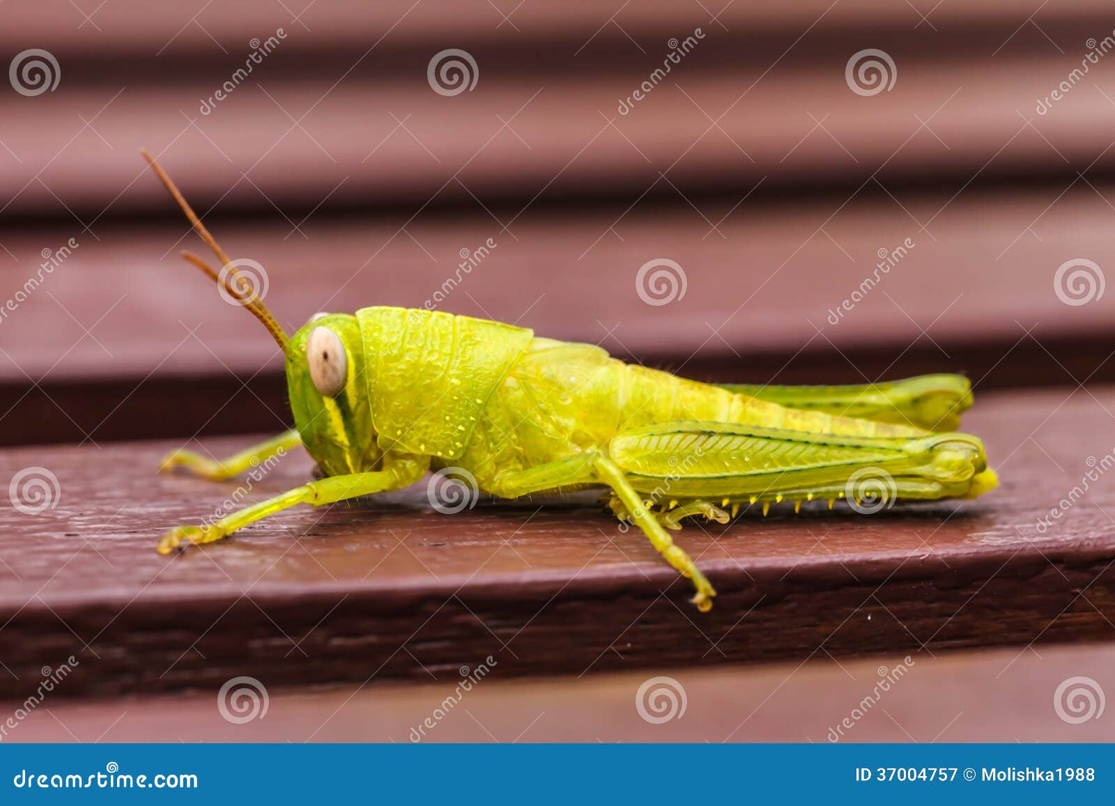 Little Green Grasshopper Sits on Bars Stock Image - Image of living ...