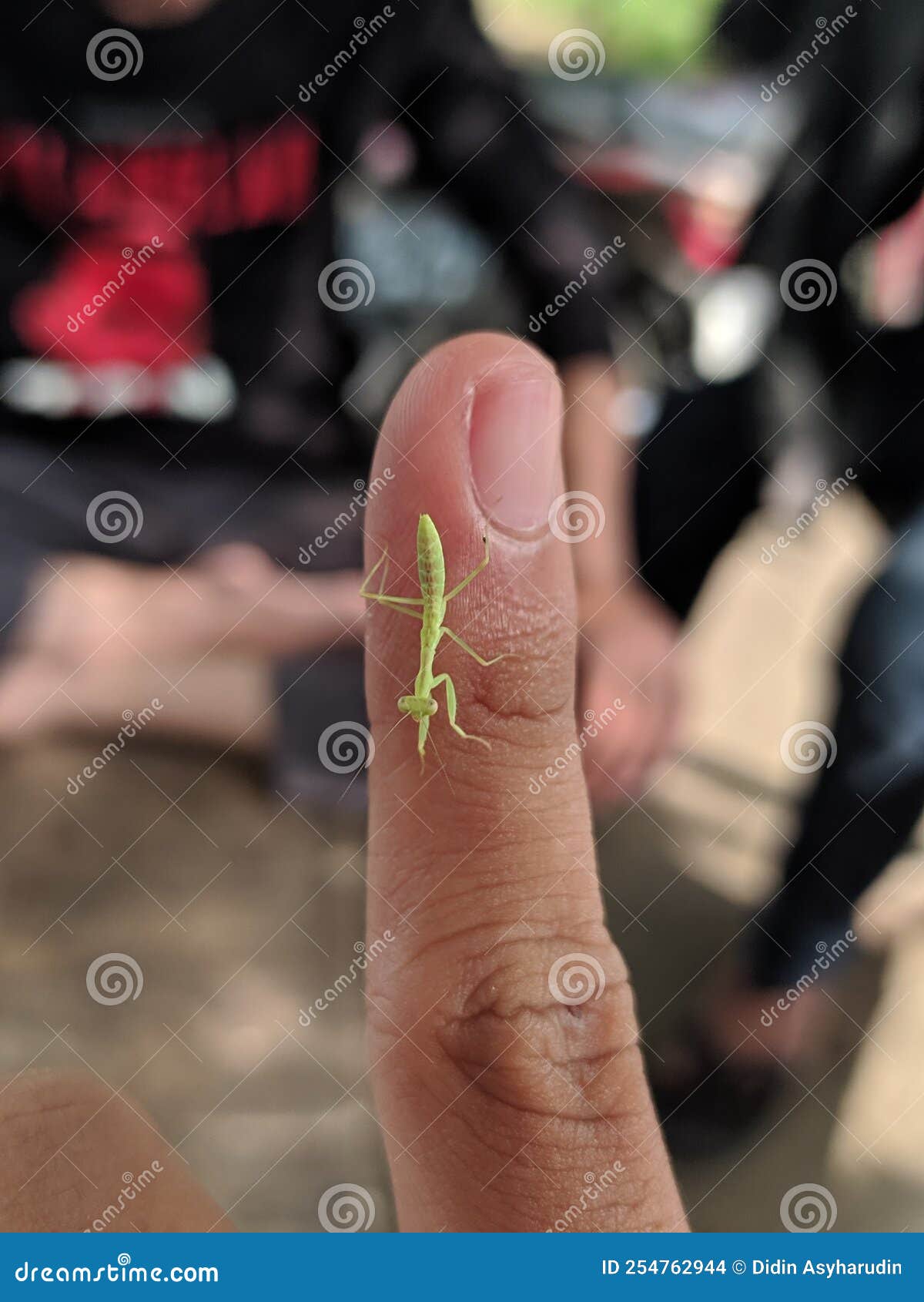 Little Green Insect on Finger Stock Photo - Image of limb, cosmetics ...