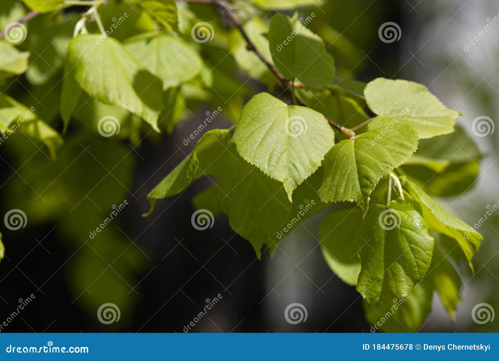 Little Green Leaves on Tree Branches Stock Photo - Image of plant, leaf ...