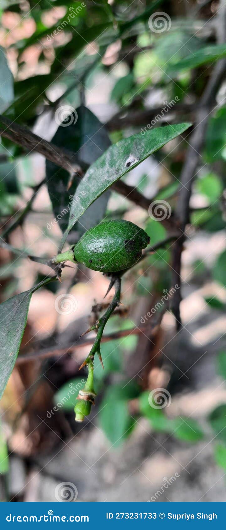 Little Green Lemon Fruit in Lemon Plant Stock Image - Image of plant ...