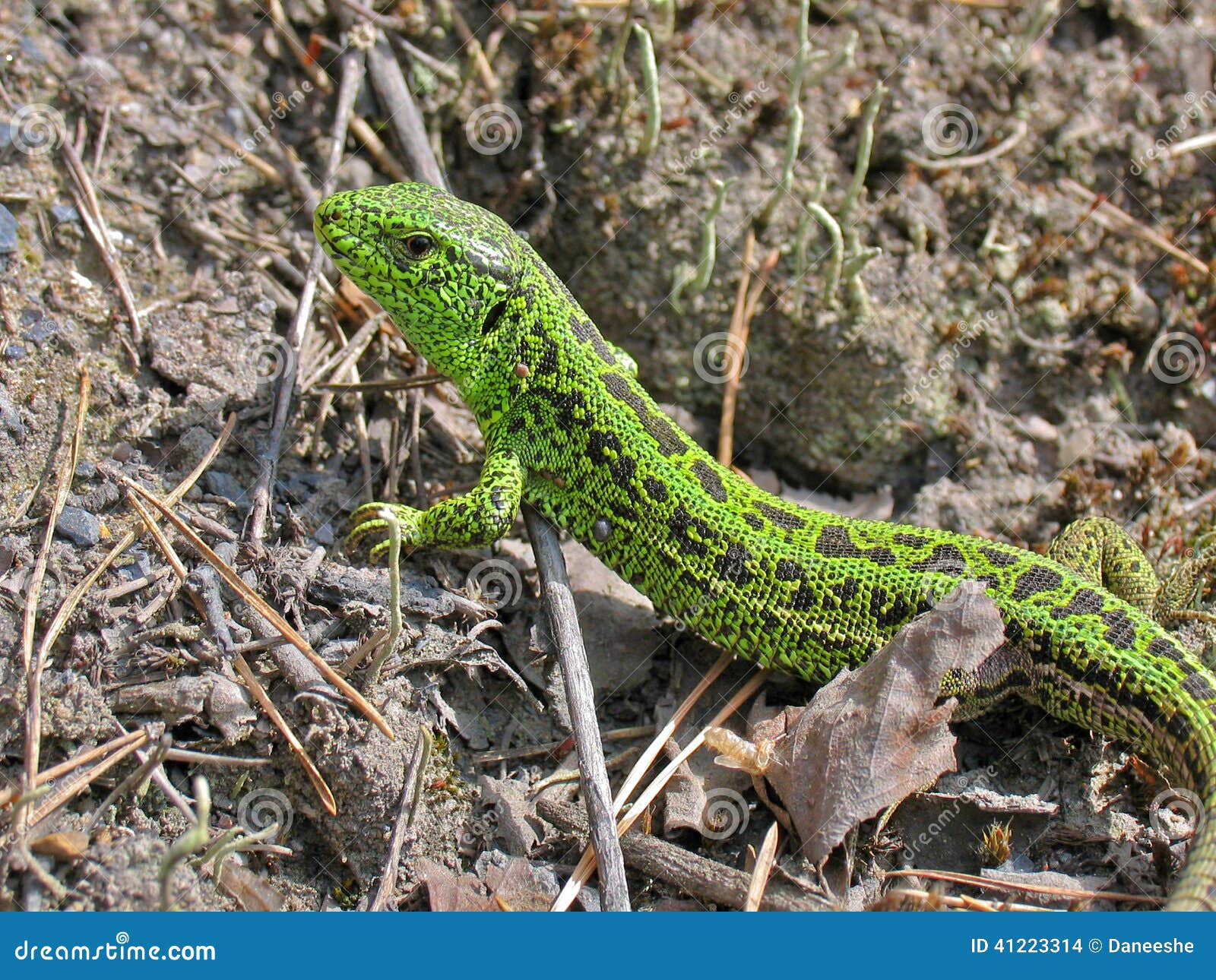 A little green lizard stock photo. Image of green, little - 41223314