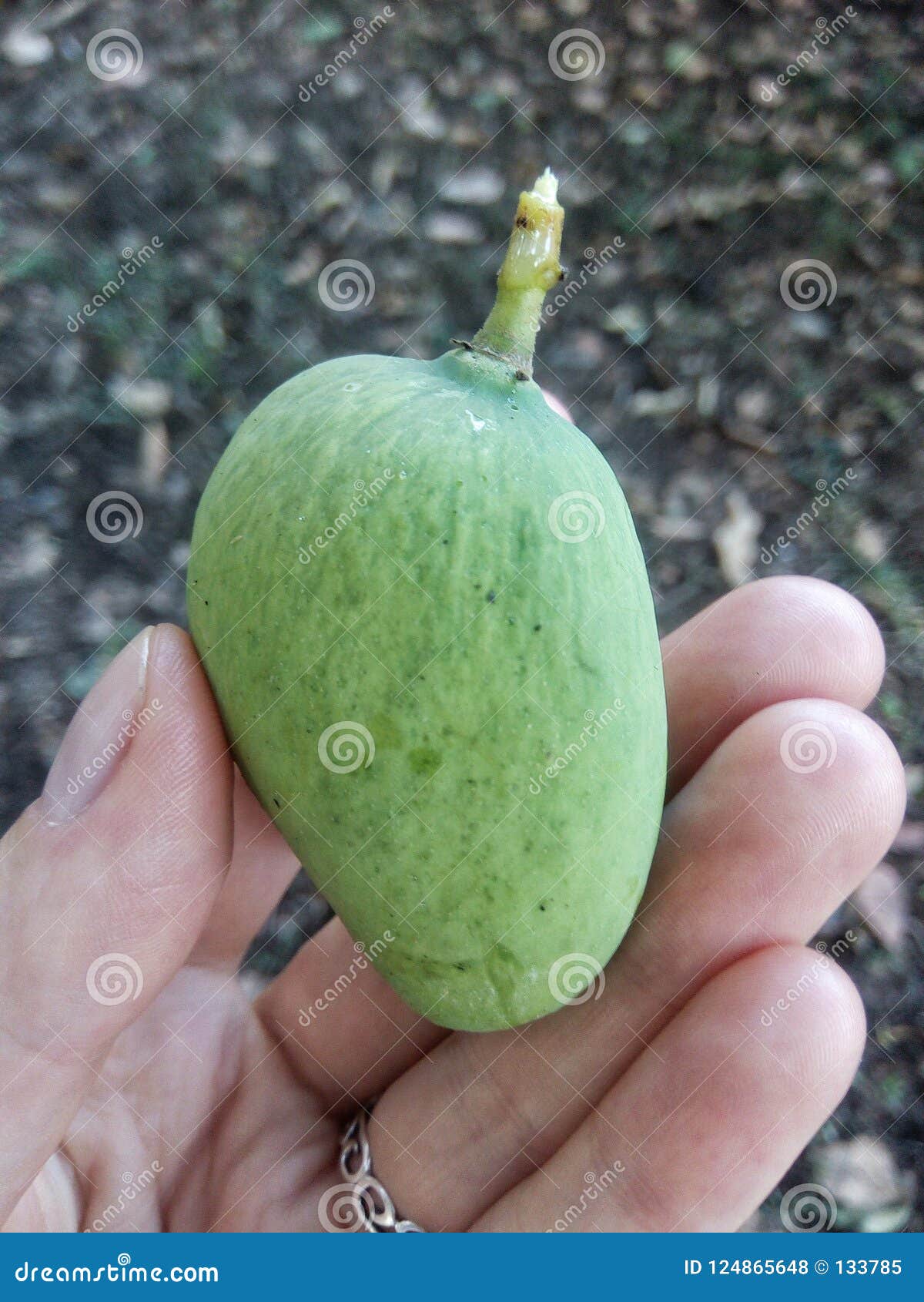 Little green mango in hand stock photo. Image of fruit - 124865648