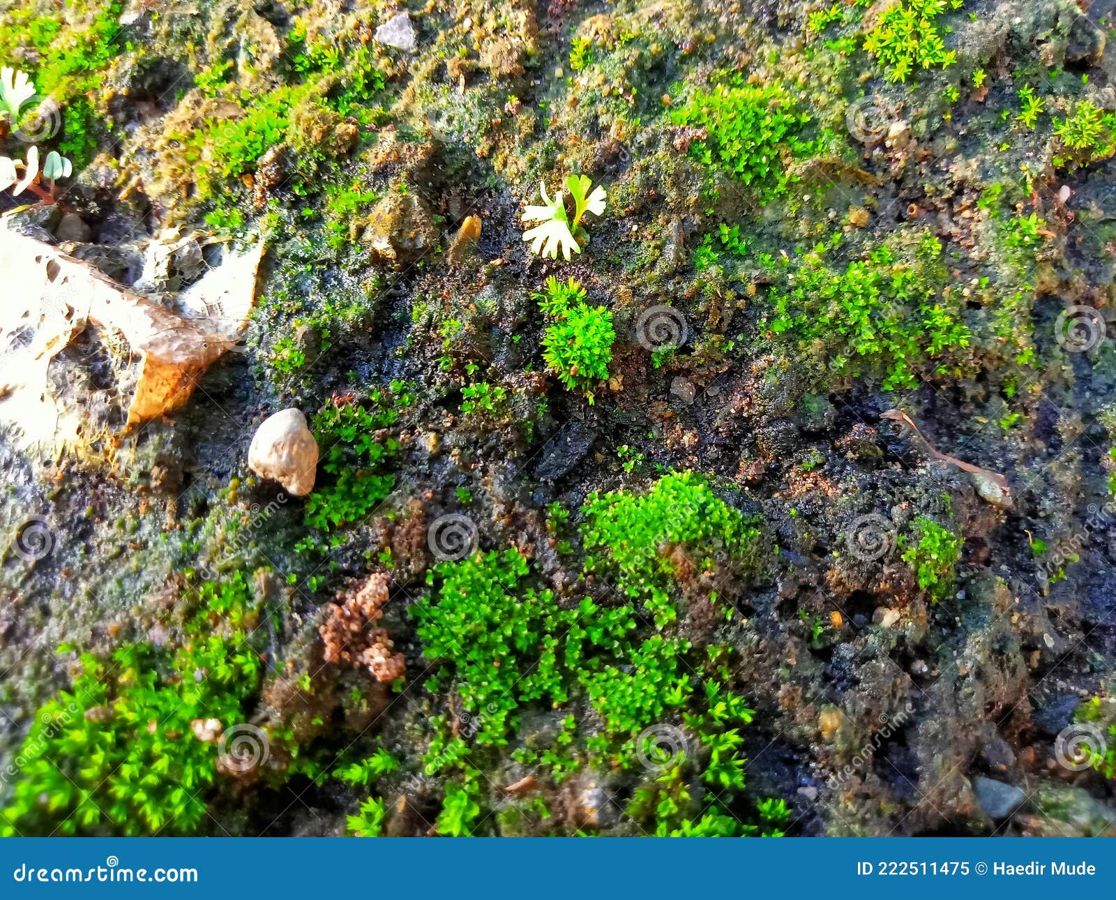 Damp Soil With Water Emerging Due To The Surface Aquifers Stock ...