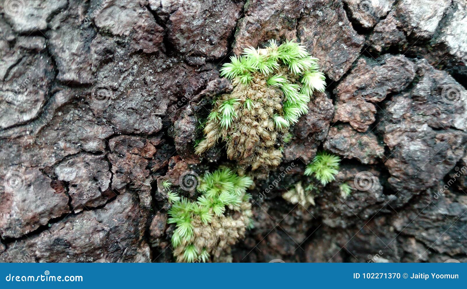 The Little Green Moss stock photo. Image of tree, green - 102271370