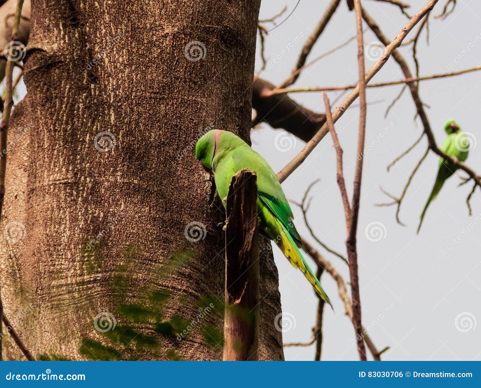 Little Green Parrots on the Tree Stock Photo - Image of parrots, green ...