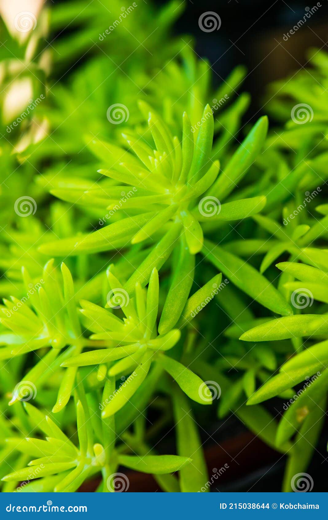 Little Green Plant Background Stock Photo - Image of clean, thai: 215038644