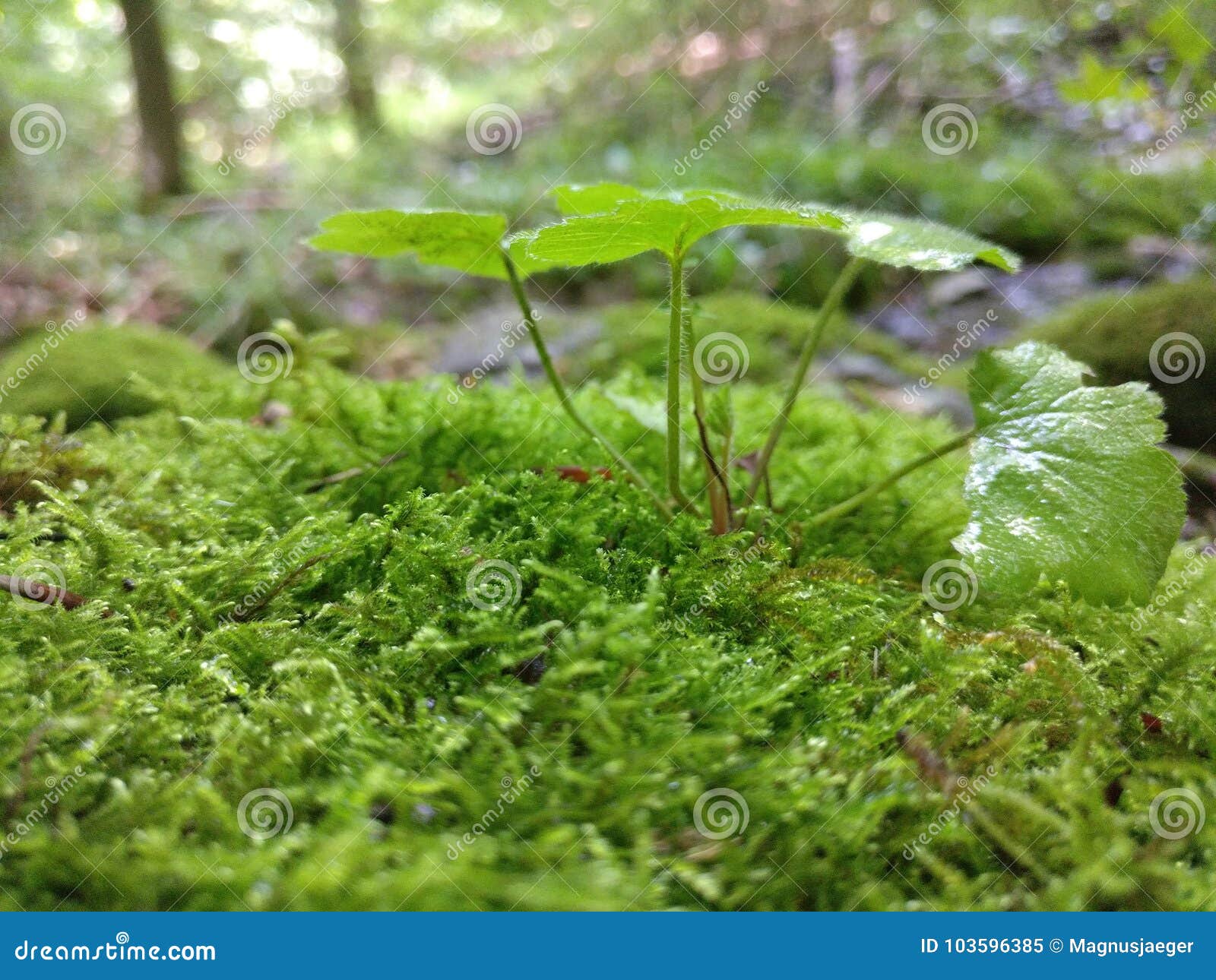 Litle plant stock image. Image of forest, plant, green - 103596385