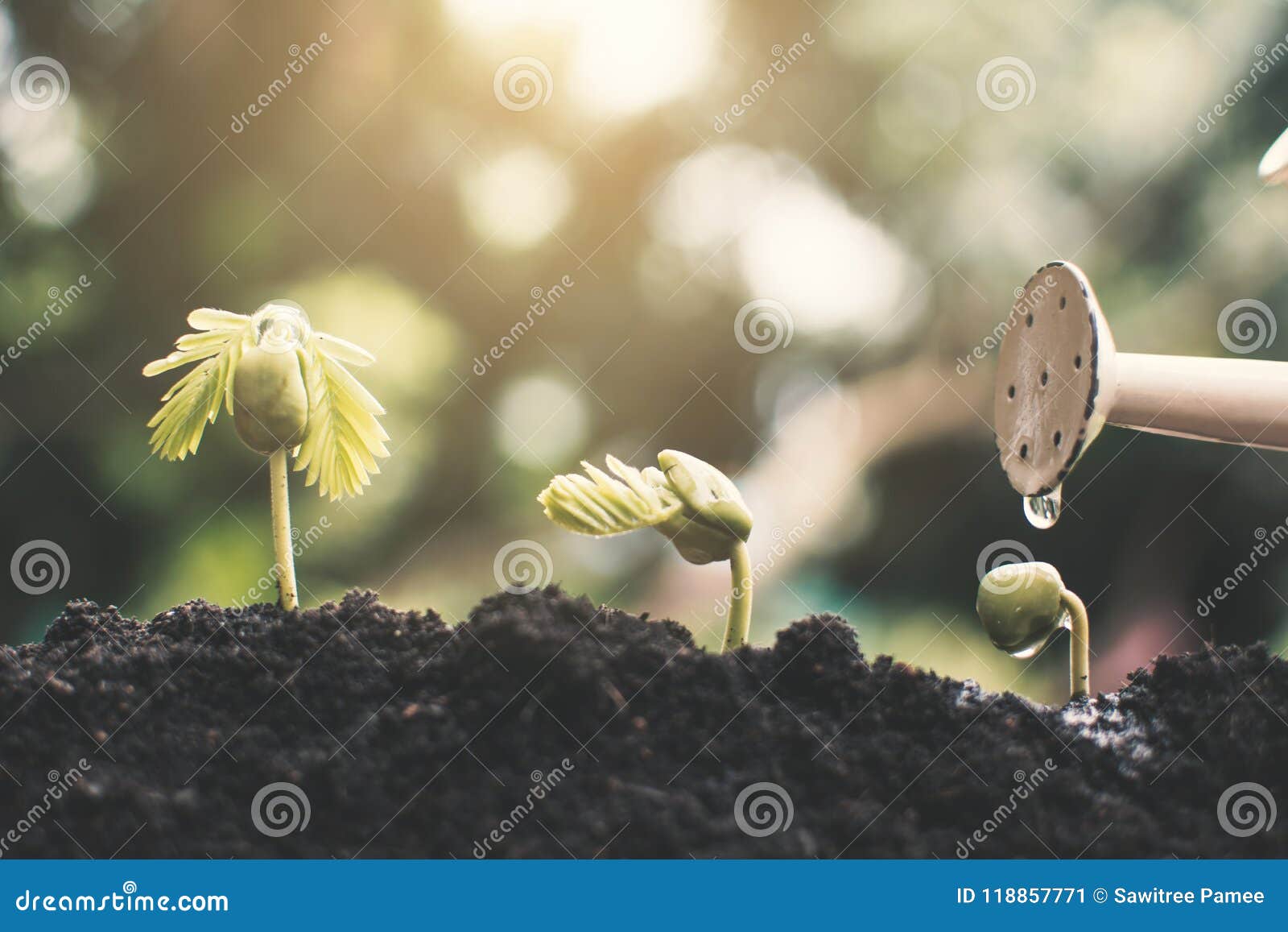 Little Green Plant Growing Up Stock Image - Image of dirt, ground ...