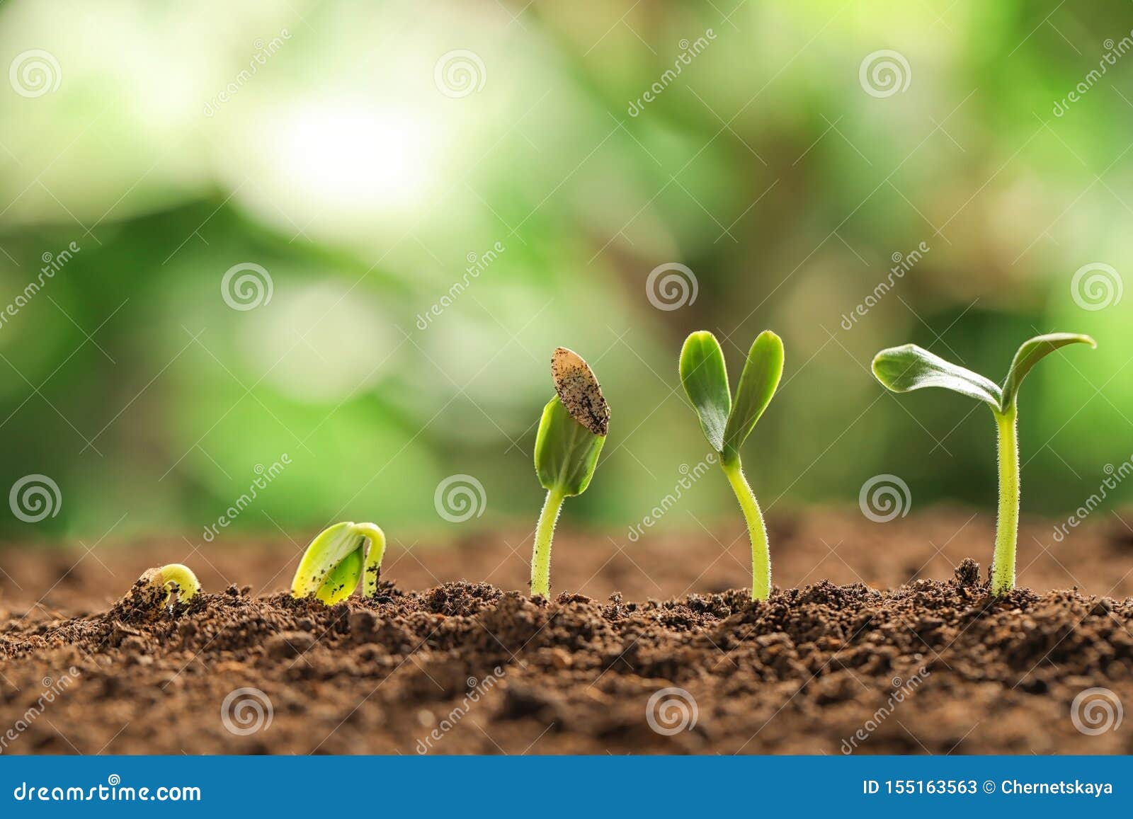 Little Green Seedlings Growing in Soil Stock Image - Image of green ...