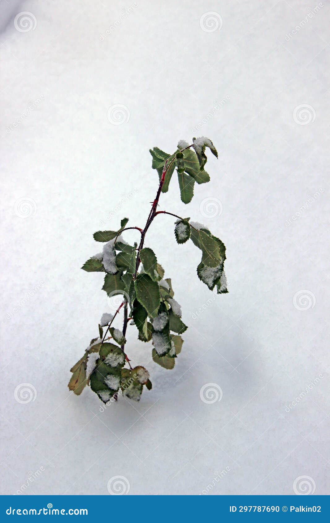 Little Green Shoot Break on through the Snow Stock Photo - Image of ...