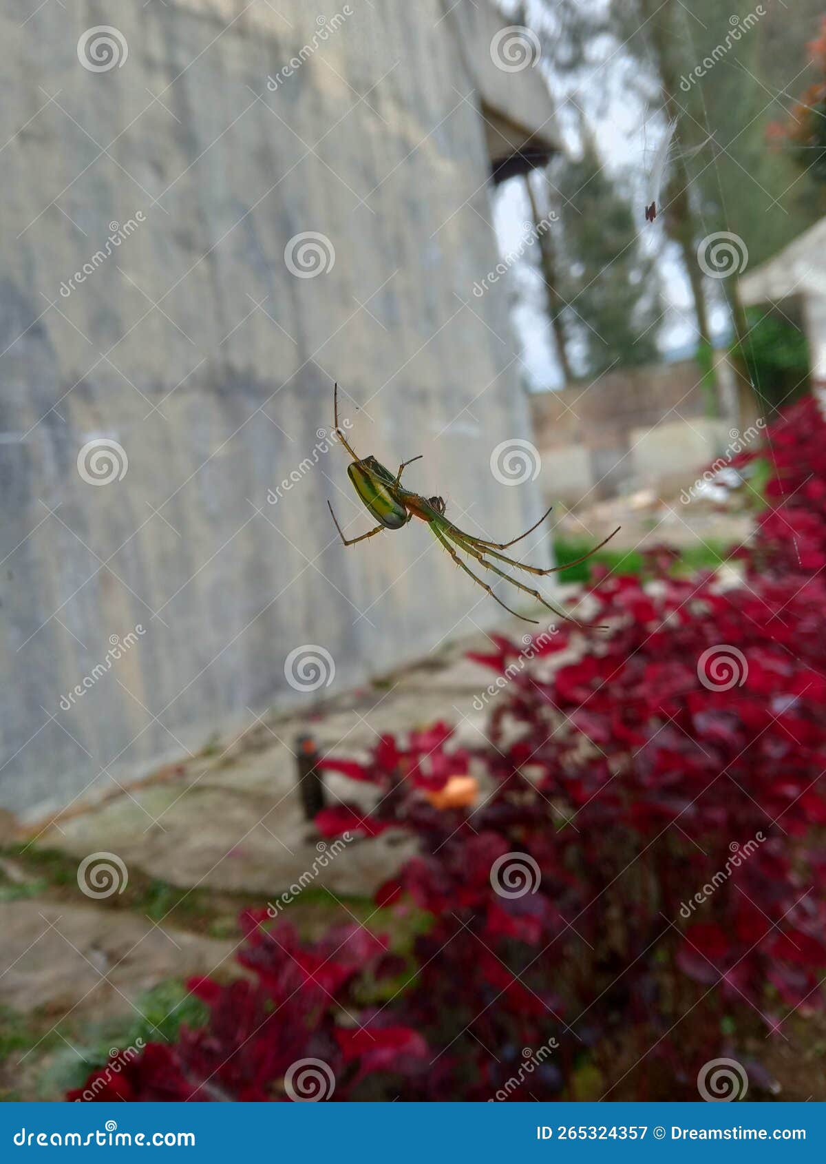 Little green spider in web stock image. Image of green - 265324357