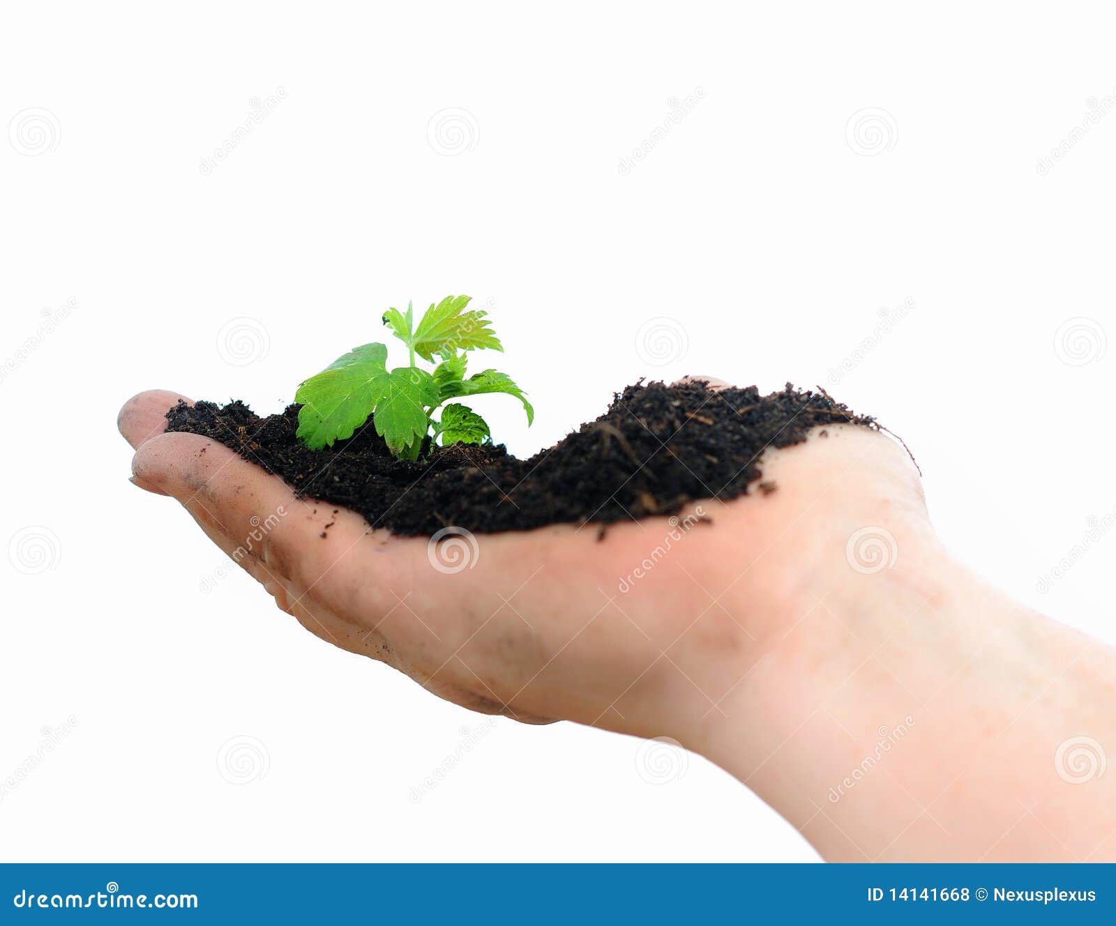 Little green sprout stock photo. Image of horizontal - 14141668
