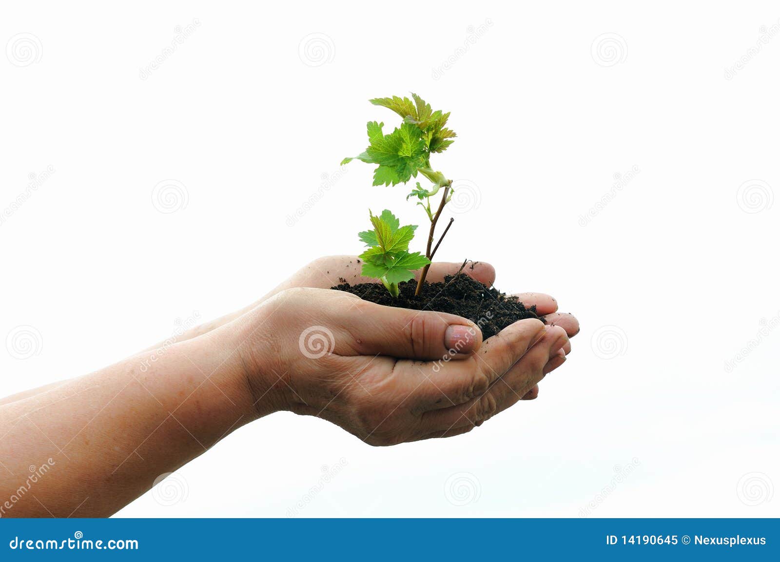 Little green sprout stock image. Image of nature, green - 14190645