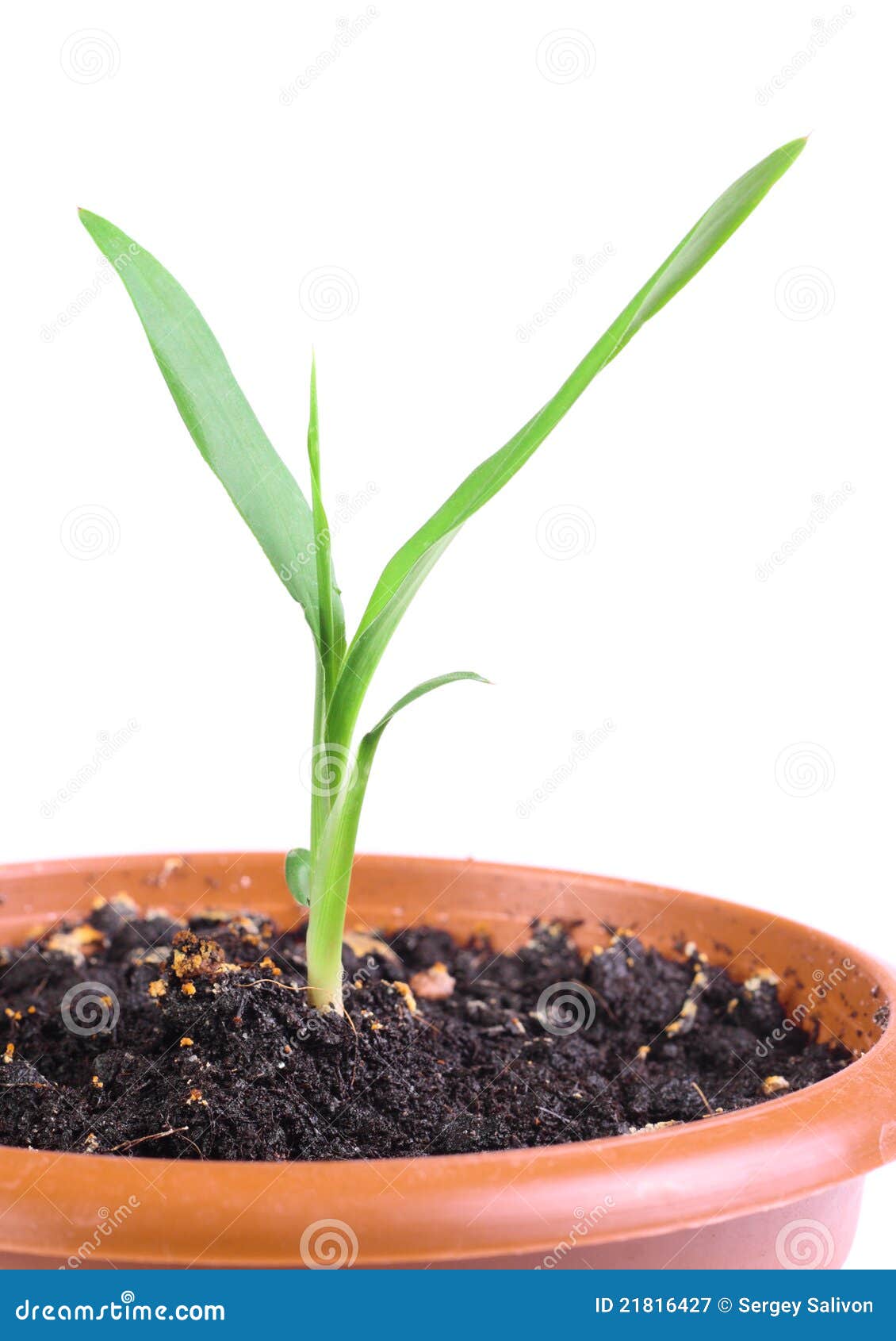 Little Green Sprout in a Flowerpot Stock Image - Image of isolated ...