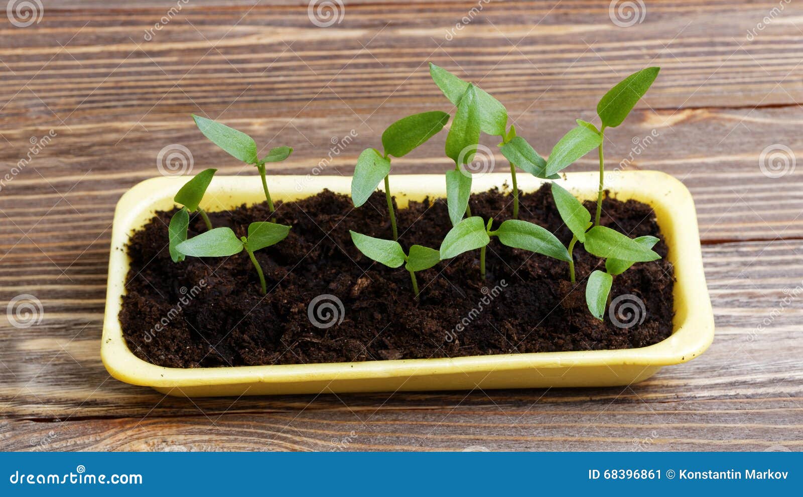 Little green sprout stock image. Image of people, nature - 68396861