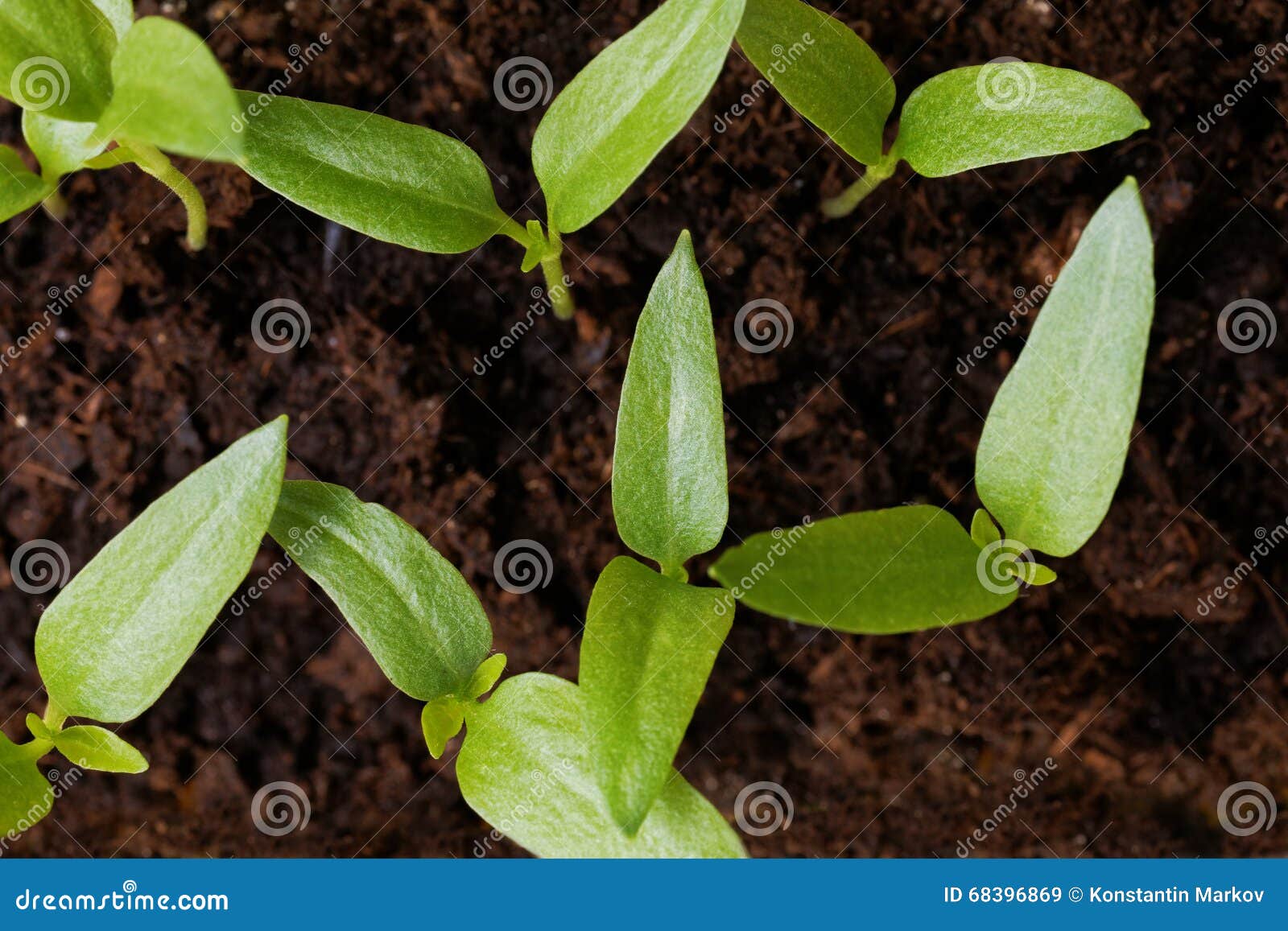 Little Green Sprout in the Ground Stock Image - Image of agriculture ...
