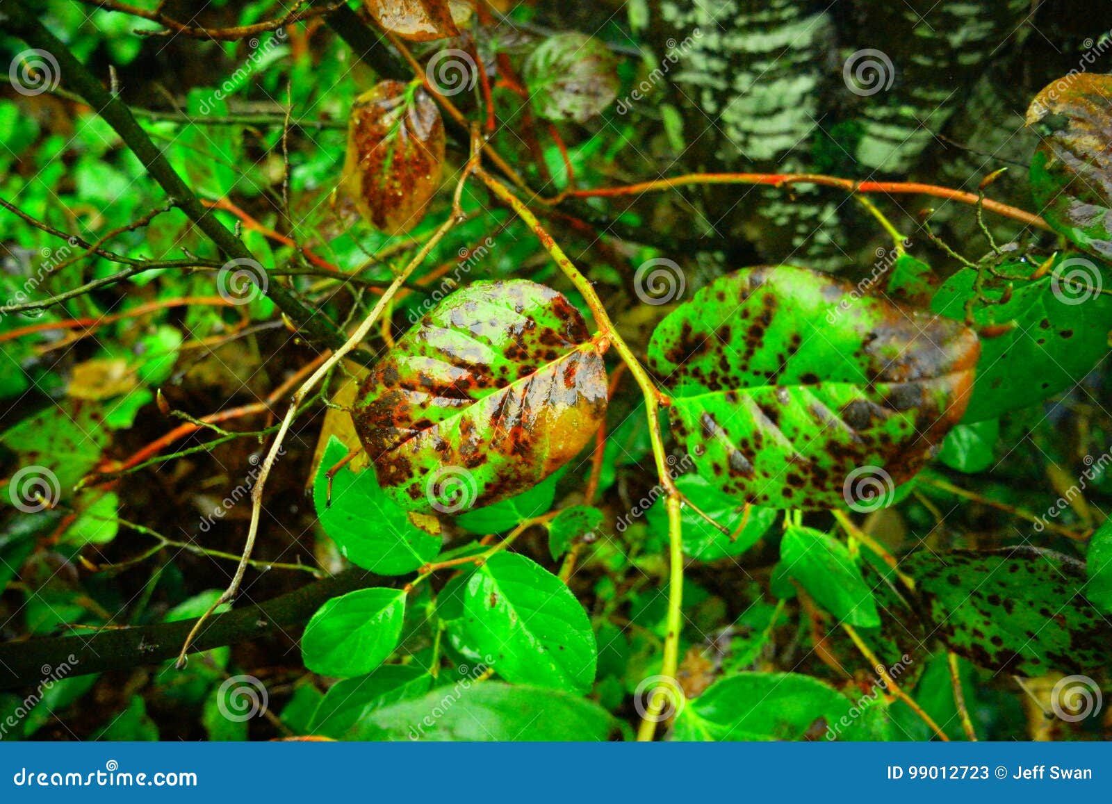 Little green things stock image. Image of plants, plant - 99012723