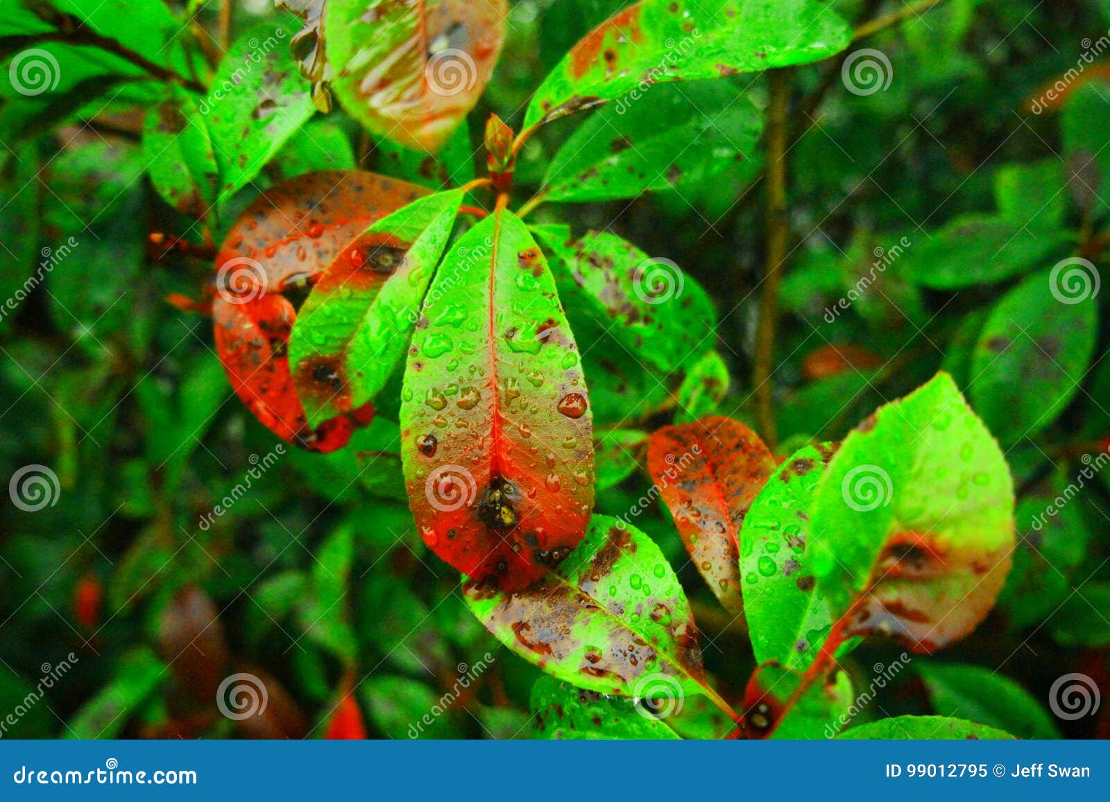 Little green things stock image. Image of little, plants - 99012795