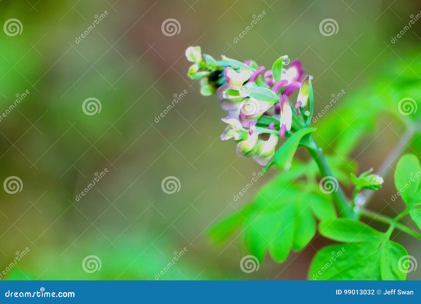 Little green things stock photo. Image of plants, little - 99013032