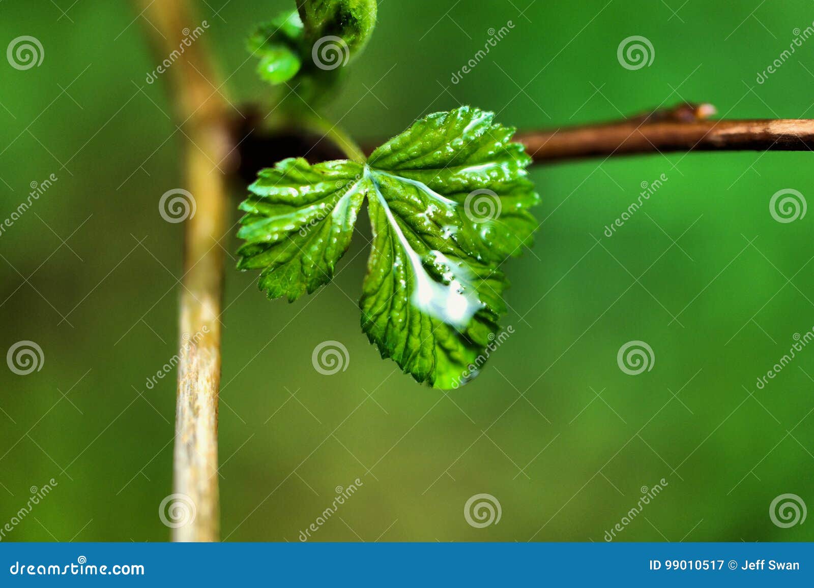 Little green things stock image. Image of little, green - 99010517