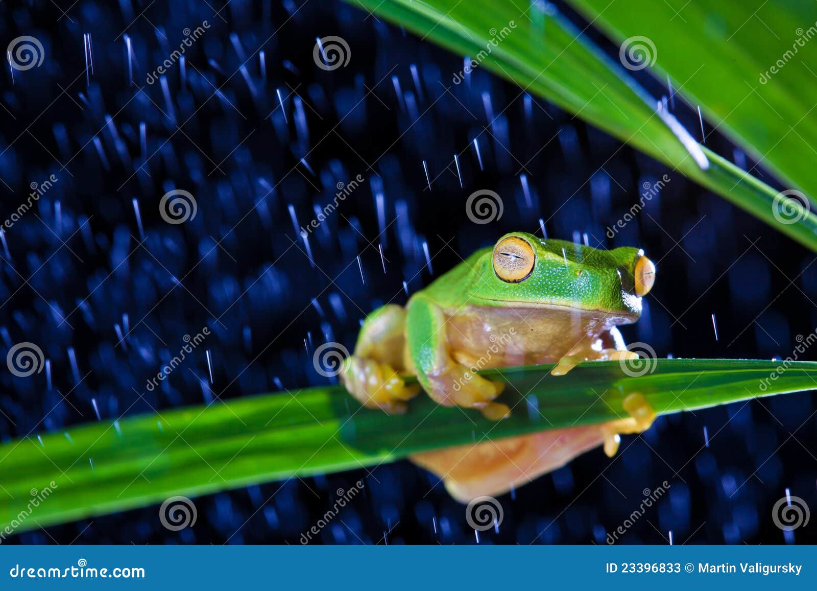 Little Green Tree Frog Sitting on Green Leaf Stock Image - Image of ...