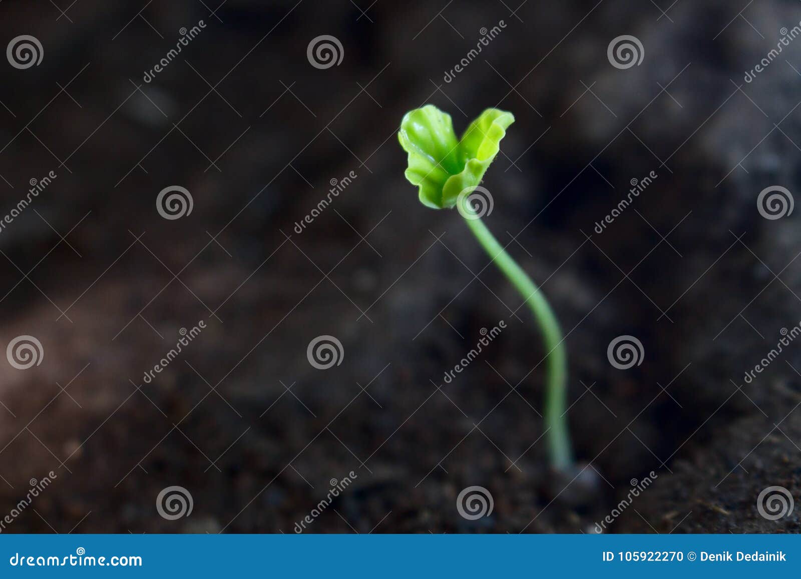 The baby tree stock photo. Image of baby, germination - 105922270